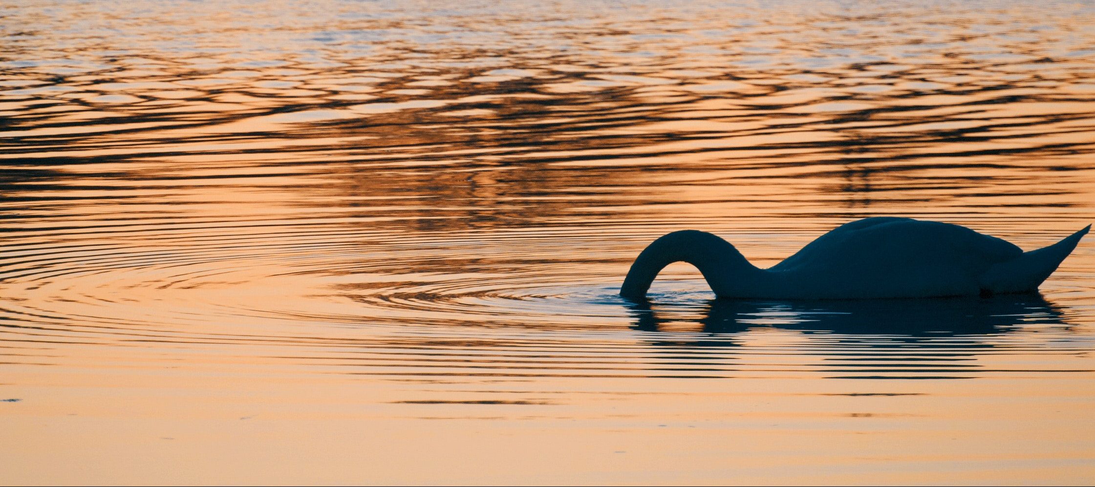 Stop Hiding From Your Problems - Giorgio Genaus - Mindset Mentor & Coach